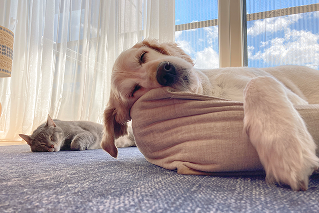 Weekly wellness tip: September Sleep Tips